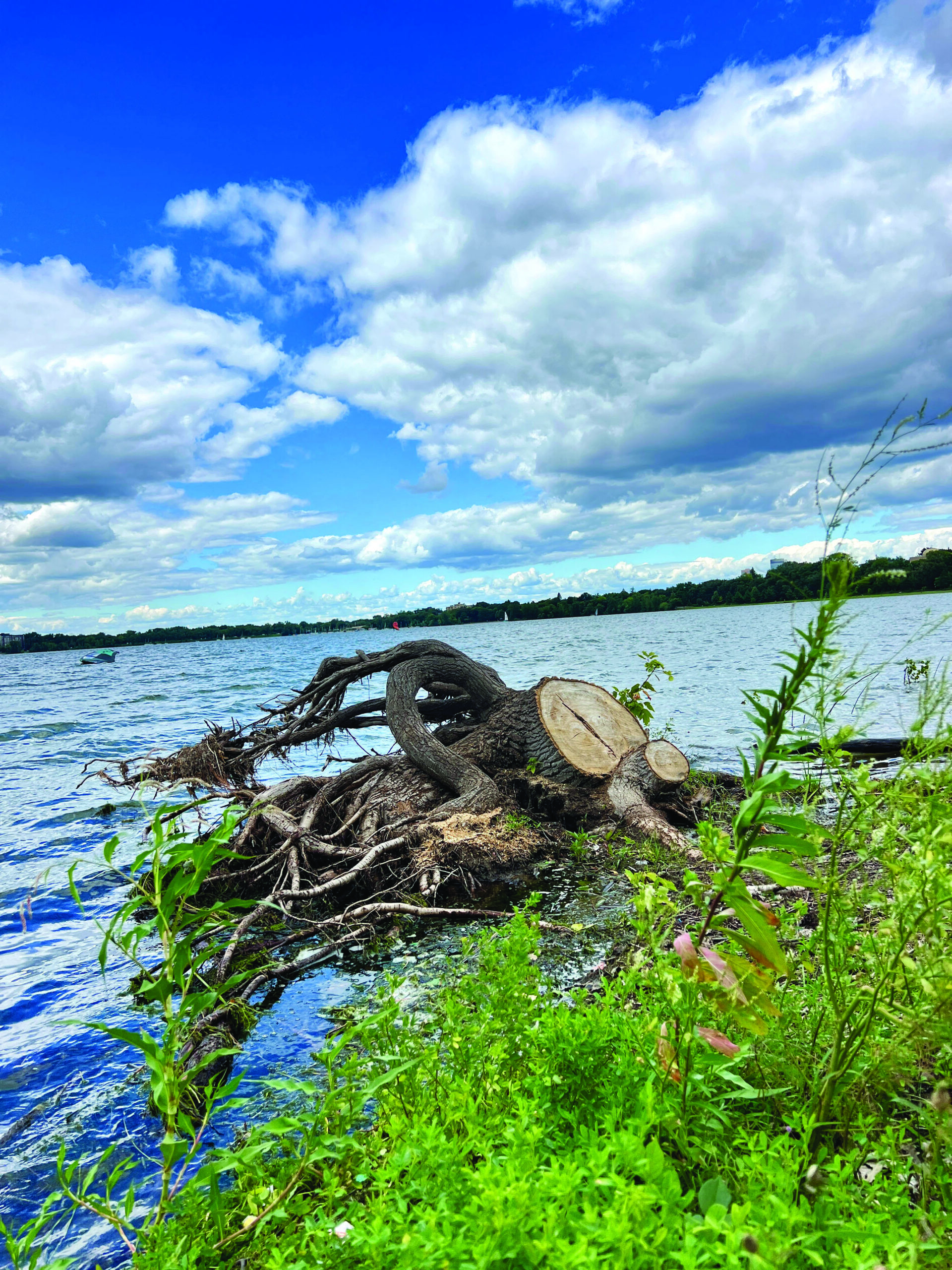A Summer of Downed Trees and Flooding - Hill & Lake Press